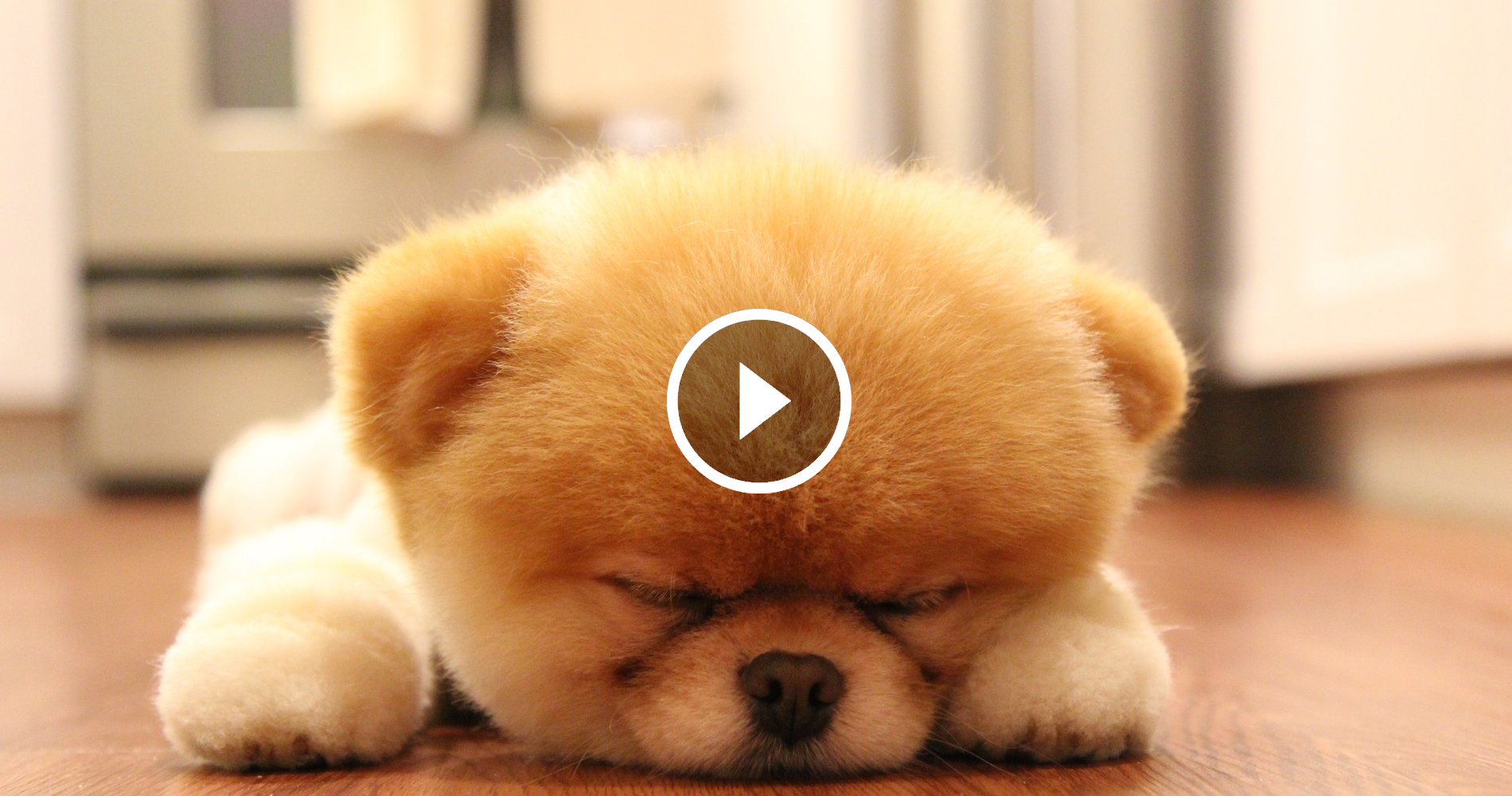 boo-dog ⋆ RIVELAZIONI.com